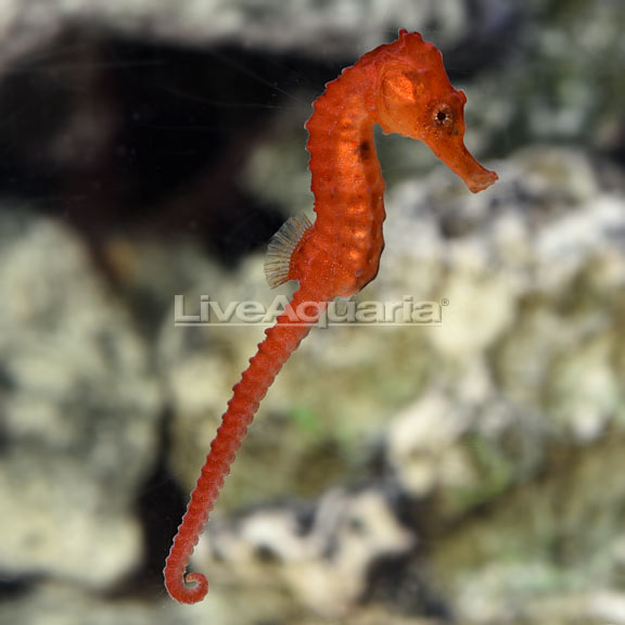 Orange Seahorses