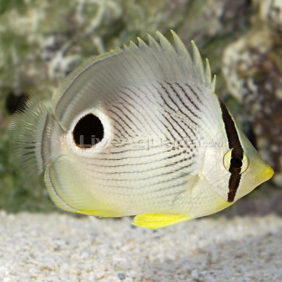 Four Eyed Butterflyfish: Saltwater Aquarium Fish for Marine Aquariums