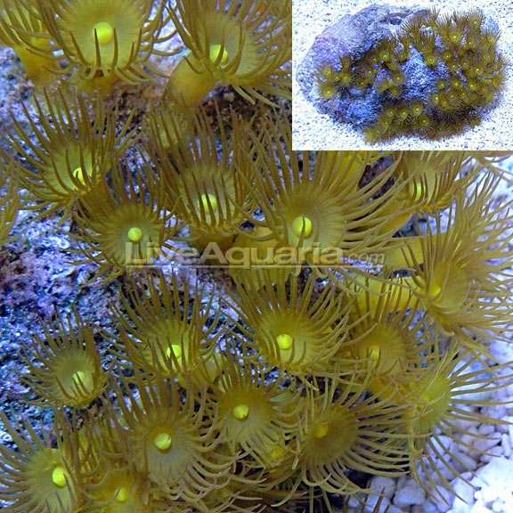 Yellow long tentacle zoa - Livestock - Austin Reef Club