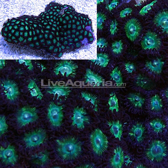 Colony Polyp, Green: Saltwater Aquarium Corals for Marine Reef Aquariums