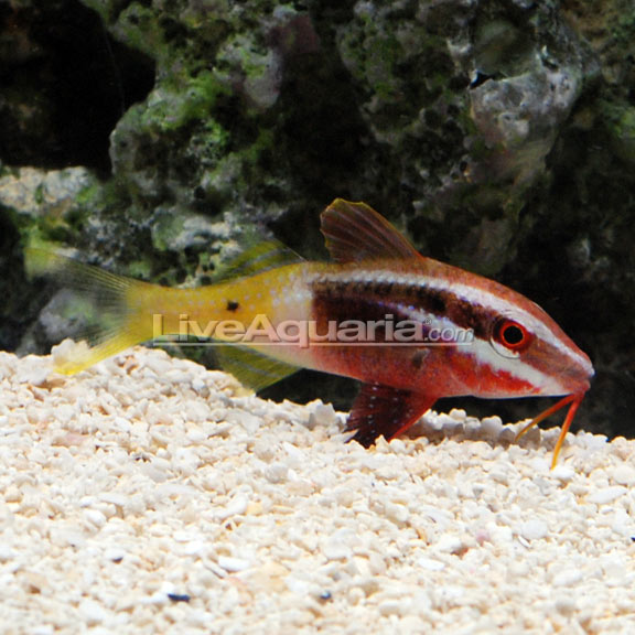 Bicolor Goatfish: Saltwater Aquarium Fish for Marine Aquariums