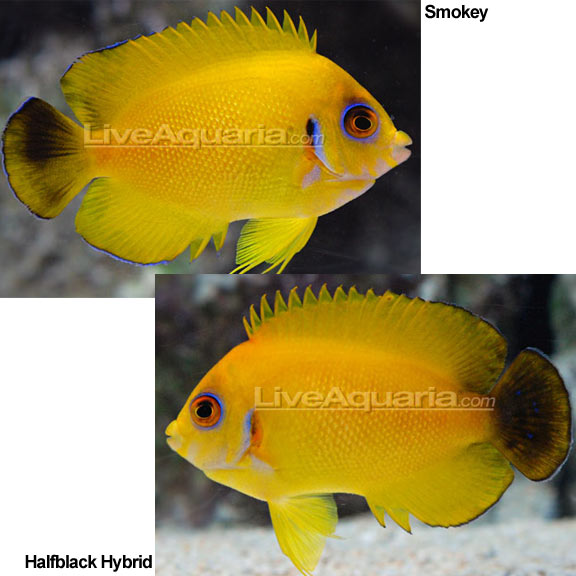Lemon Peel Angelfish