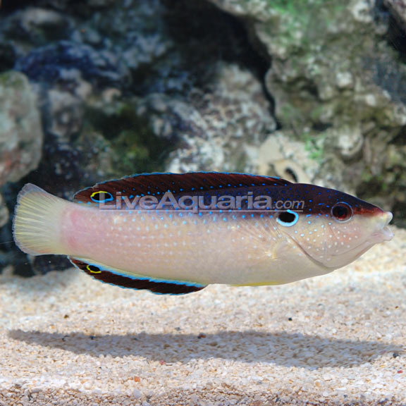 Black-backed Wrasse, Anampses neoguinaicus: Saltwater Aquarium Fish for ...
