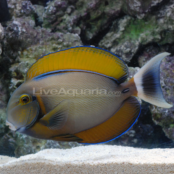 Black Spot Tang