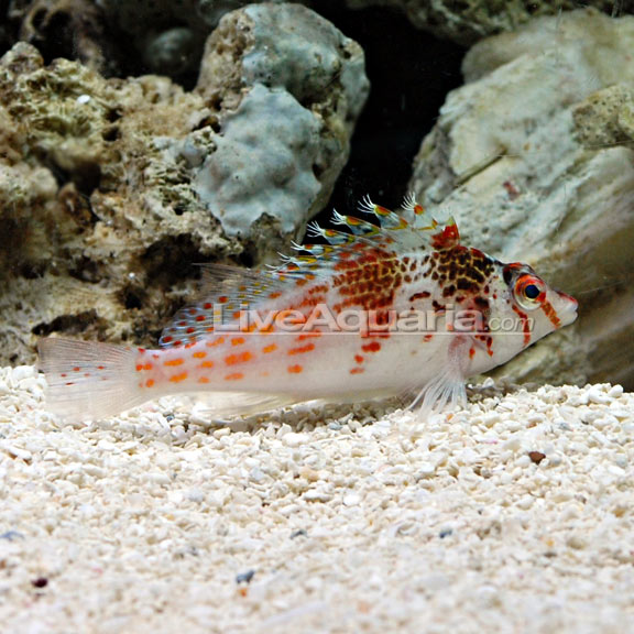 Falco Hawkfish: Saltwater Aquarium Fish for Marine Aquariums