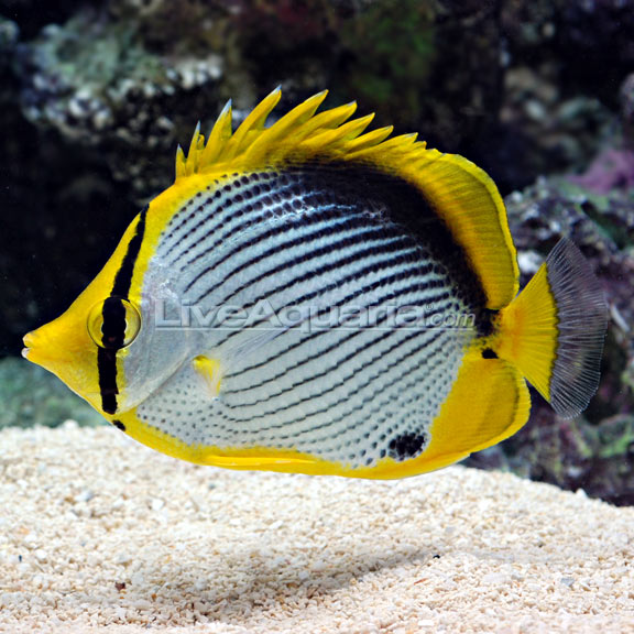 Black Back Butterflyfish (Melannotus Butterflyfish): Saltwater Aquarium ...