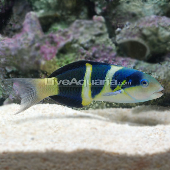 Jansen Saddle Wrasse: Saltwater Fish-Only Aquarium Fish