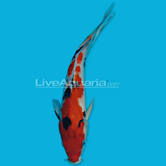 Tri-Colored Koi, Malaysia: High Quality Koi Fish for Freshwater Garden ...