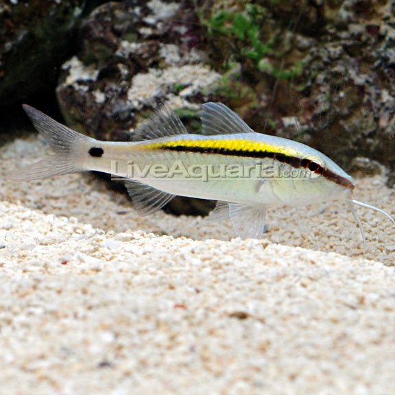 Yellow Back Goatfish: Saltwater Aquarium Fish for Marine Aquariums