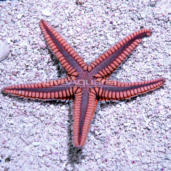 Blue & Pink Sea Star: Saltwater Aquarium Starfish for Marine Reef Aquariums
