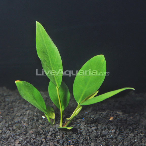 گیاه اکواریومی Anubias Congensis (Anubias afzelii)