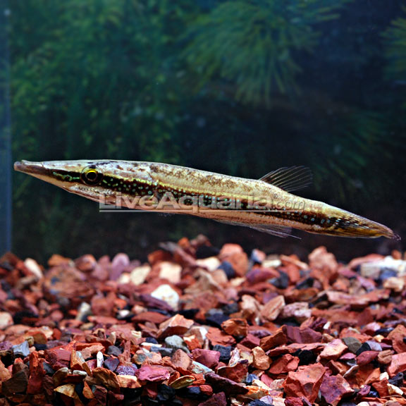 Pike Head Crocodile Fish | MonsterFishKeepers.com