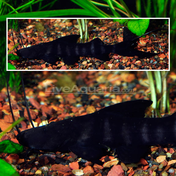 Tigrinus Catfish