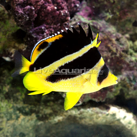 Mitratus Butterflyfish (Chaetodon mitratus) | Marine Aquariums South Africa