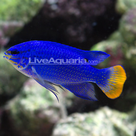 Orangetail Blue Damselfish (Blue Devil Damselfish): Saltwater Aquarium Fish