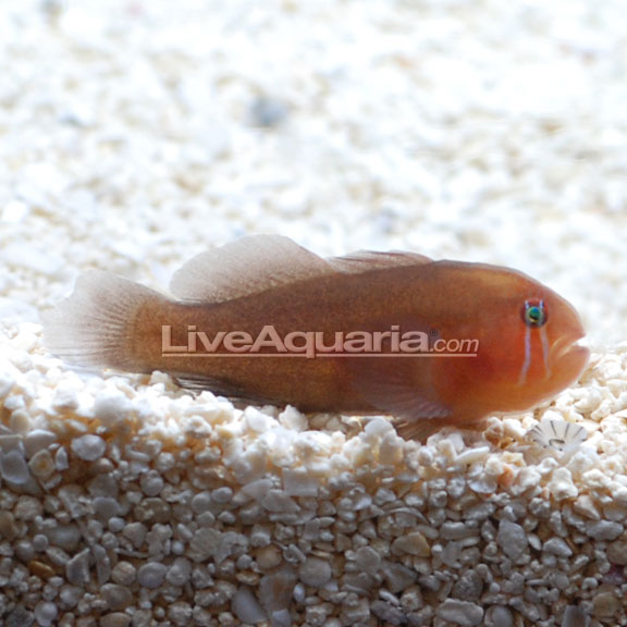 Clown Goby, Brown: Saltwater Aquarium Fish for Marine Aquariums