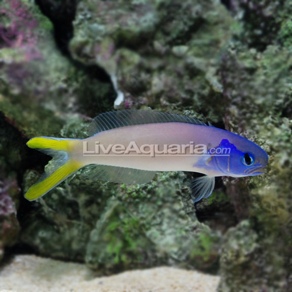 Blue Jaw Tilefish : Saltwater Aquarium Fish for Marine Aquariums