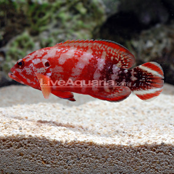 Red Flag Grouper: Saltwater Aquarium Fish