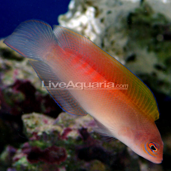 Australian Multicolor Dottyback: Saltwater Aquarium Fish