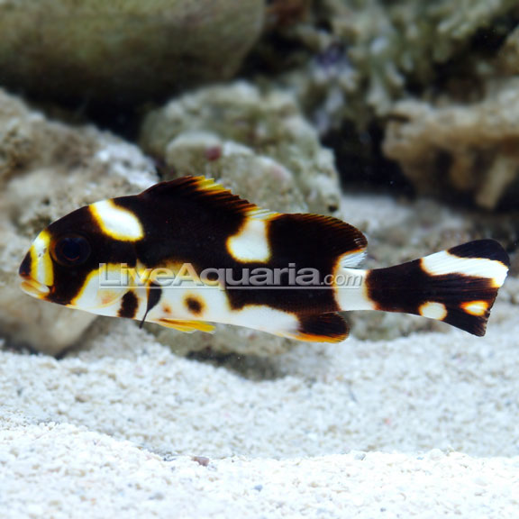 Saltwater Aquarium Fish for Marine Aquariums: Dogfish Orientalis
