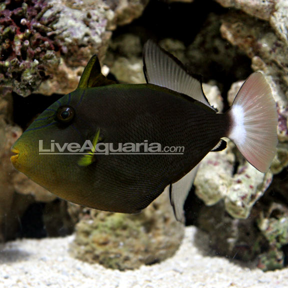 Pinktail Triggerfish: Saltwater Aquarium Fish