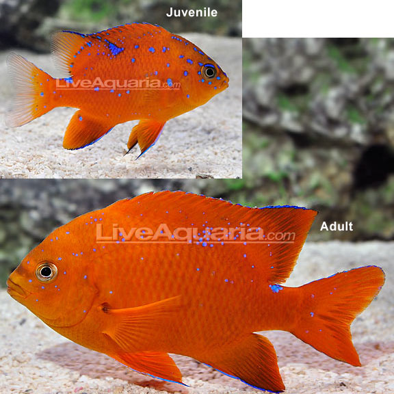 Garibaldi Fish