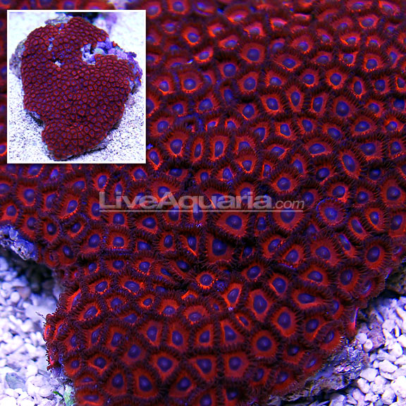 Colony Polyp, "KeddRedd", Zoanthus sp.: Saltwater Aquarium Corals for ...