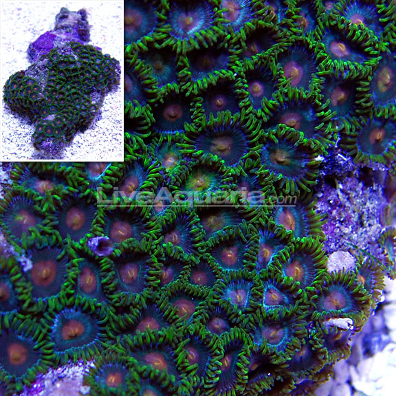 Colony Polyp, "Green Bay Packer", Zoanthus sp.: Saltwater Aquarium ...