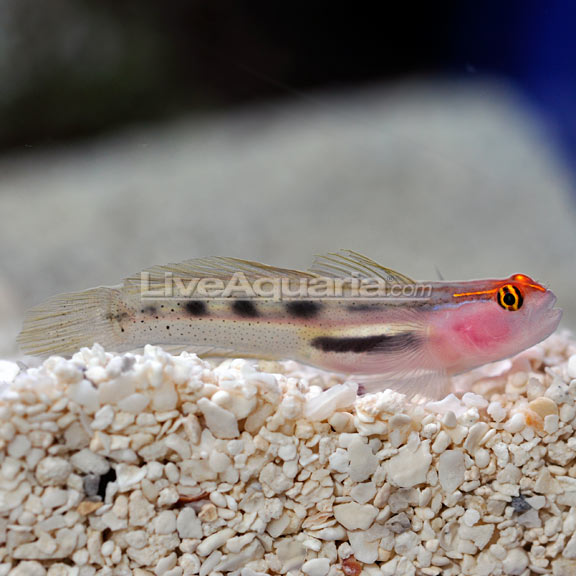 Red Head Goby: Saltwater Aquarium Fish for Marine Aquariums