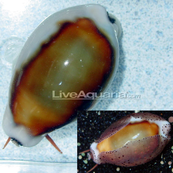 Chestnut Cowrie (Date Cowrie): Saltwater Aquarium Invertebrates