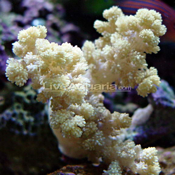 Green Carnation Tree Coral: Saltwater Aquarium Soft Corals