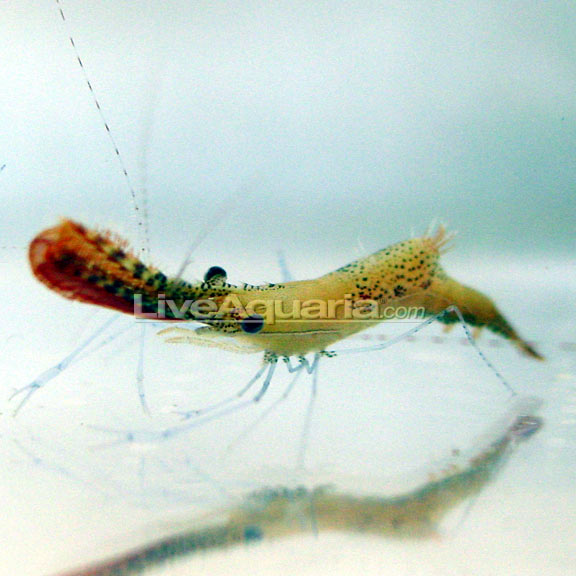 Tozeuma Ghost Pipe Shrimp (Pipefish Shrimp): Saltwater Aquarium ...