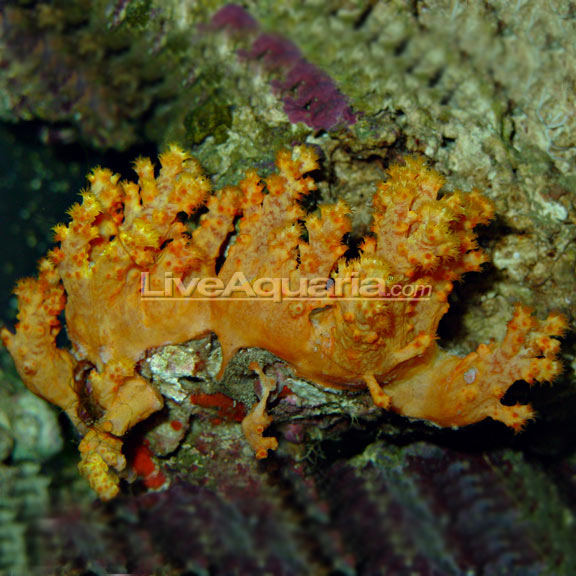 Colony Flower Tree Coral: Saltwater Aquarium Soft Coral