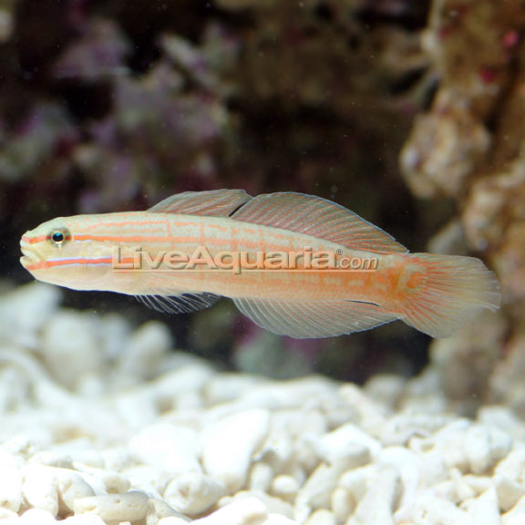 Orangemarked Goby: Saltwater Aquarium Fish for Marine Aquariums