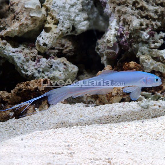 Dart Goby Fish Fresh Water