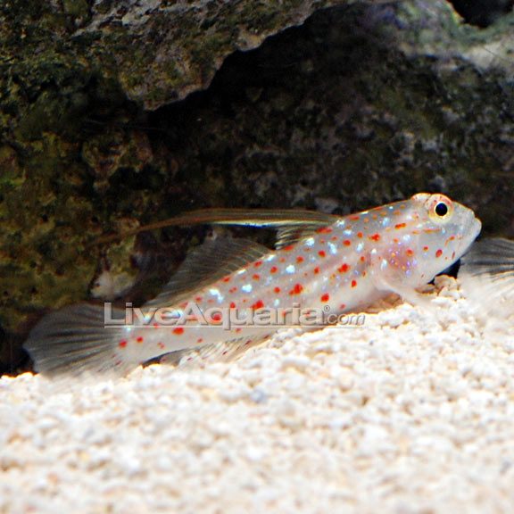 Tangaroa Goby Shrimp Gobies: Saltwater Aquarium Fish