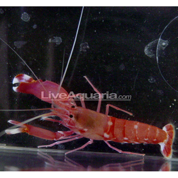 Japanese Snapping Shrimp (Red Snapping Shrimp): Saltwater Aquarium Fish