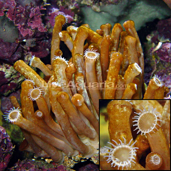 Snake Polyp: Saltwater Aquarium Colony Polyps