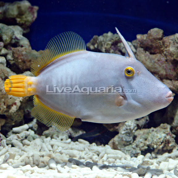Clown Filefish: Saltwater Aquarium Fish for Marine Aquariums