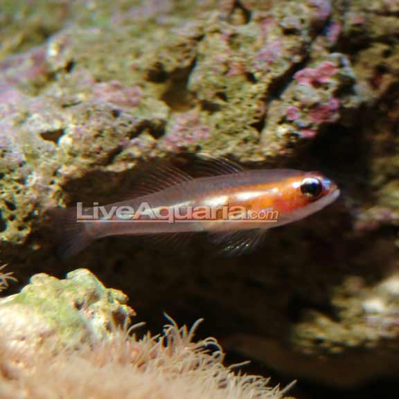 Masked Goby: Saltwater Aquarium Fish for Marine Aquariums