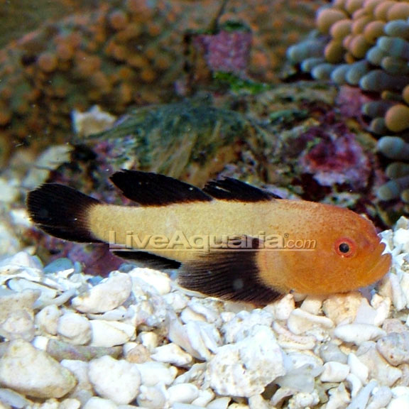 Clown Goby, Panda: Saltwater Aquarium Fish for Marine Aquariums