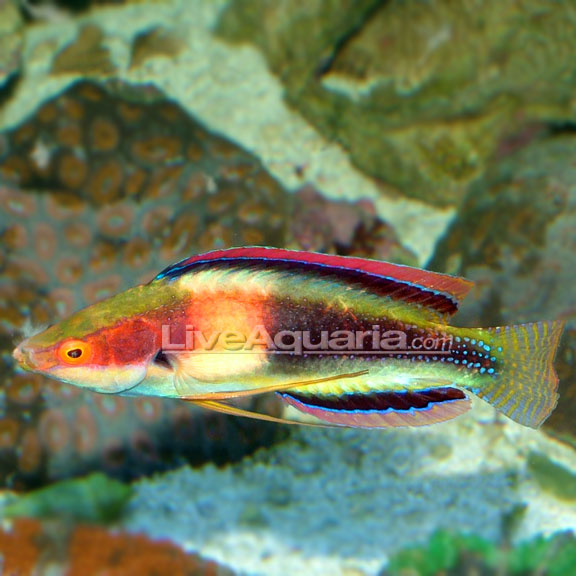 Girdled Fairy Wrasse (Lancetail Fairy Wrasse): Reef Safe Aquarium Fish
