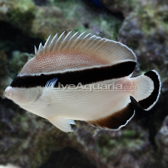 Bandit Angelfish