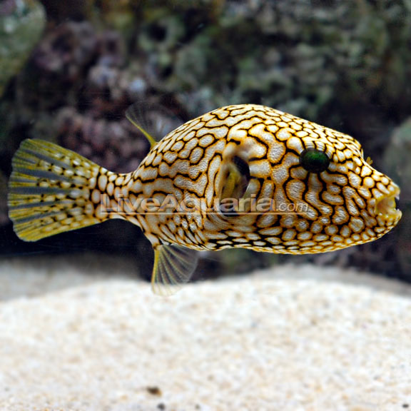 Scribbled Arothron Puffer (Scribbled Toadfish or Map Puffer): Saltwater ...