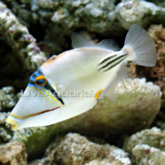 Assasi Triggerfish: Saltwater Aquarium Fish