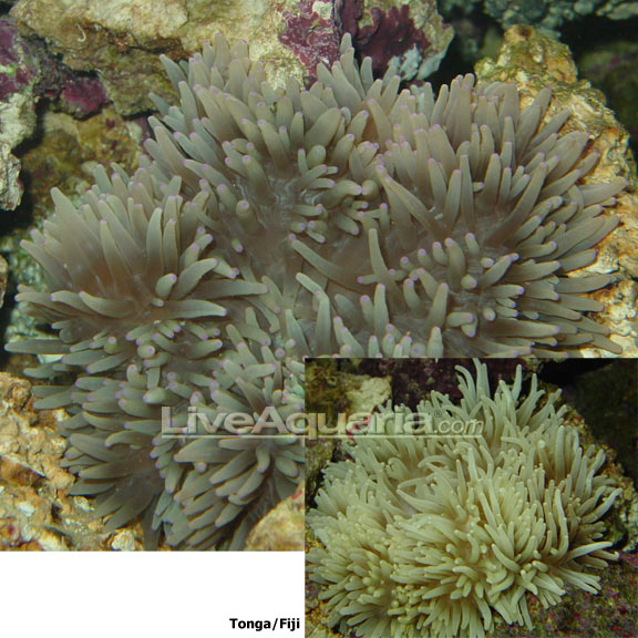 Upside down anemone - Reef Central Online Community