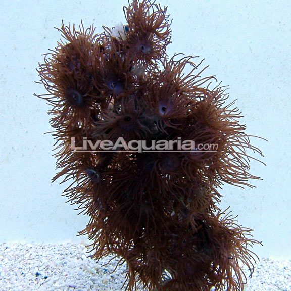 Stick / Tree Polyp: Saltwater Aquarium Polyps