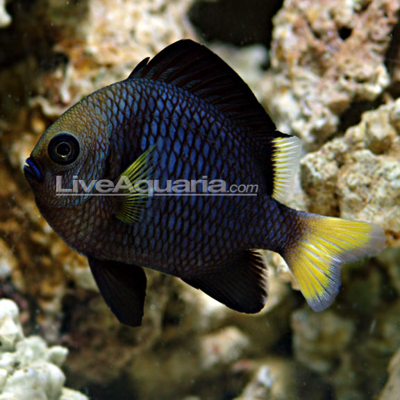Yellowtail Dascyllus: Saltwater Aquarium Fish for Marine Aquariums