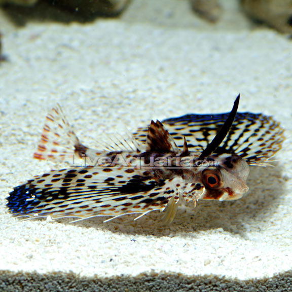 Flying Gurnard: Saltwater Aquarium Fish for Marine Aquariums