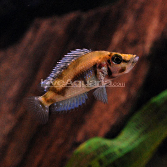 Gold Head Compressicep Cichlid: Tropical Fish for Freshwater Aquariums